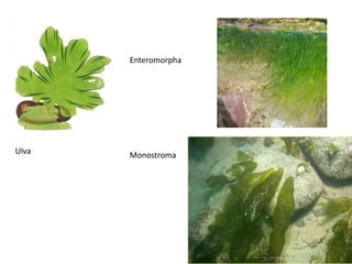 ALGAE.ppt