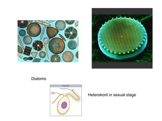 ALGAE.ppt