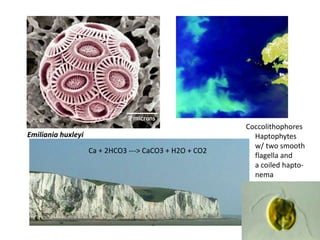 ALGAE.ppt