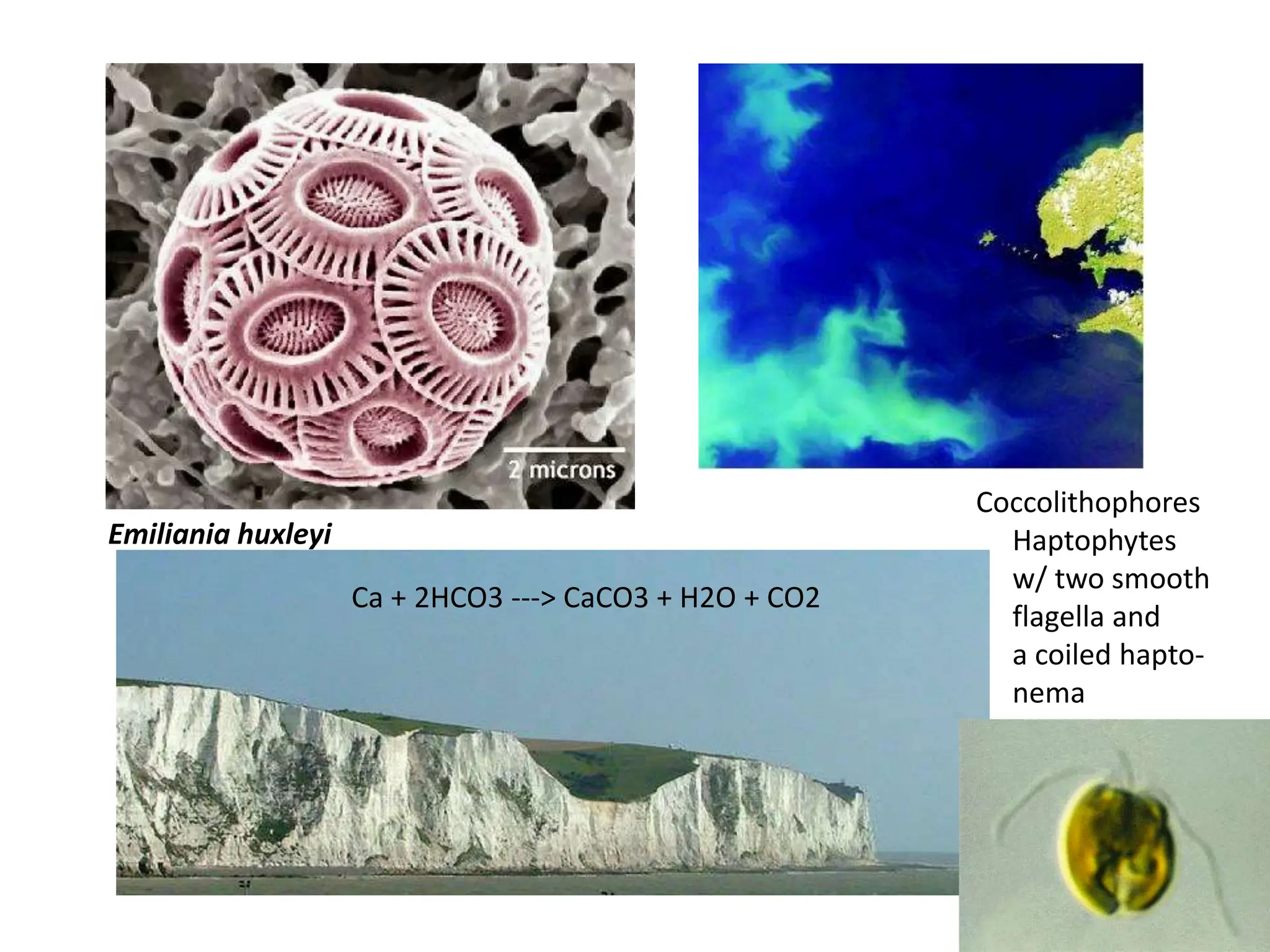 ALGAE evolution and the importance of algae | PPT