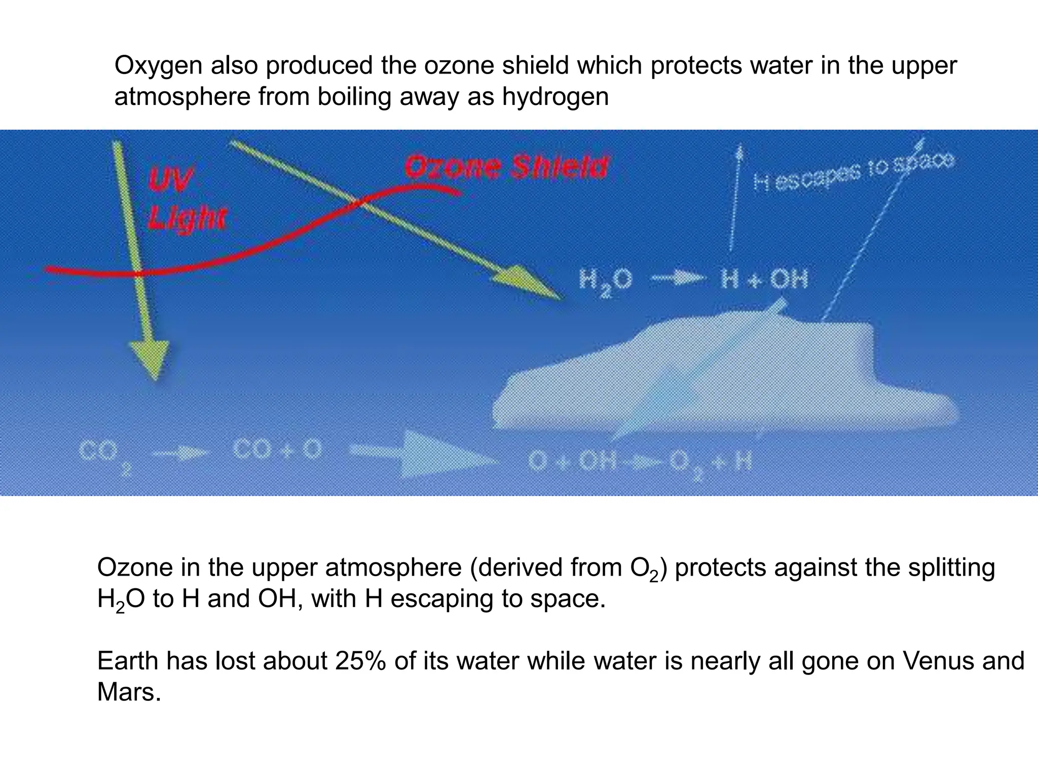 ALGAE evolution and the importance of algae | PPT