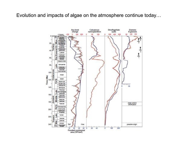 ALGAE evolution and the importance of algae | PPT