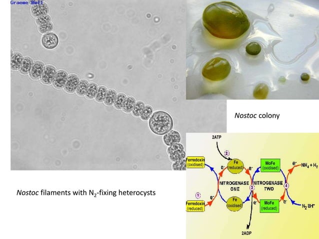 ALGAE evolution and the importance of algae | PPT