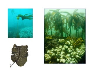 ALGAE evolution and the importance of algae | PPT