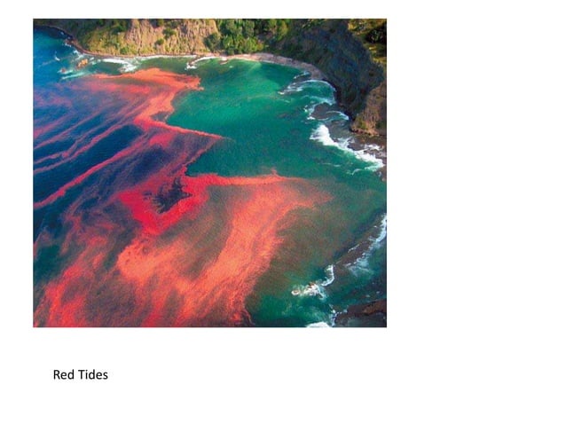 ALGAE evolution and the importance of algae | PPT