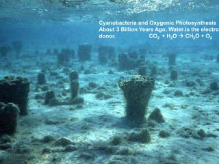 ALGAE evolution and the importance of algae | PPT