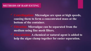 DOWNSTREAM PROCESS OF MICROALGAE / ALGAE | PPTX