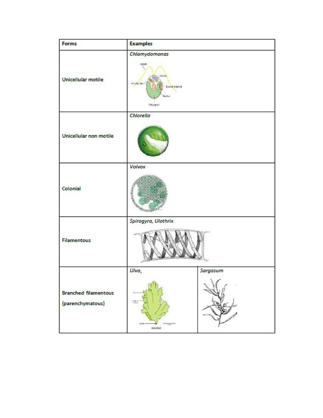 Algae (Features, habitat, Appearance, Cell structure, Economic ...