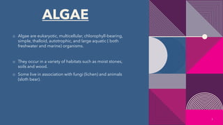ALGAE CLASS 11, Plant kingdom, Biology, notes | PDF