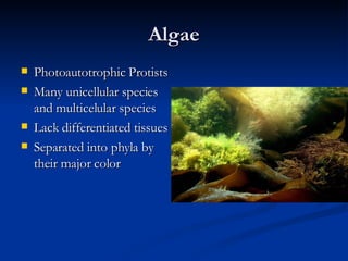 Algae And Protisian Molds | PPT