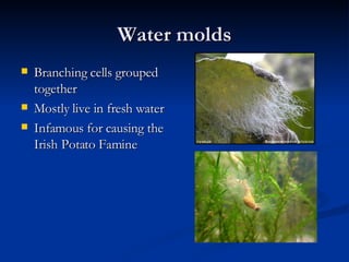 Algae And Protisian Molds | PPT