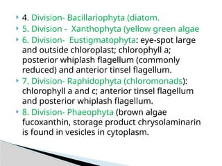 ALGAEClassification- classsiifications of algae.pptx