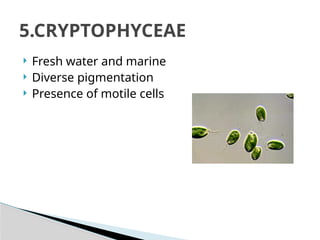 ALGAEClassification- classsiifications of algae.pptx