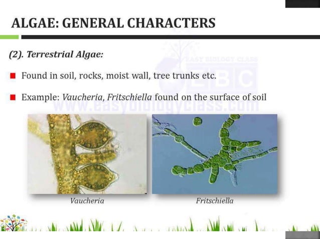 Algae-General-Characters.pptx