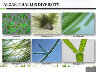 Algae-General-Characters.pptx