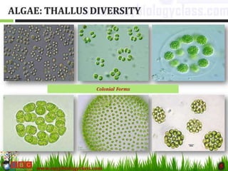 Algae-General-Characters.pptx