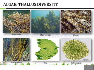 Algae-General-Characters.pptx