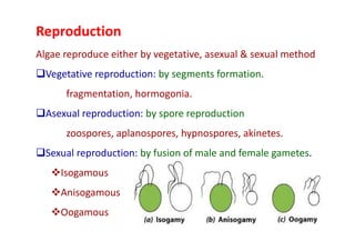 Algae introduction-characters | PDF