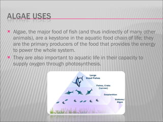 Algae plants pt2 | PPT