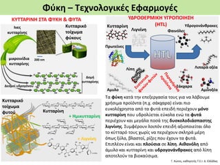 Φύκη-Τεχνολογικές Εφαρμογές (Algae-Technological uses) | PDF
