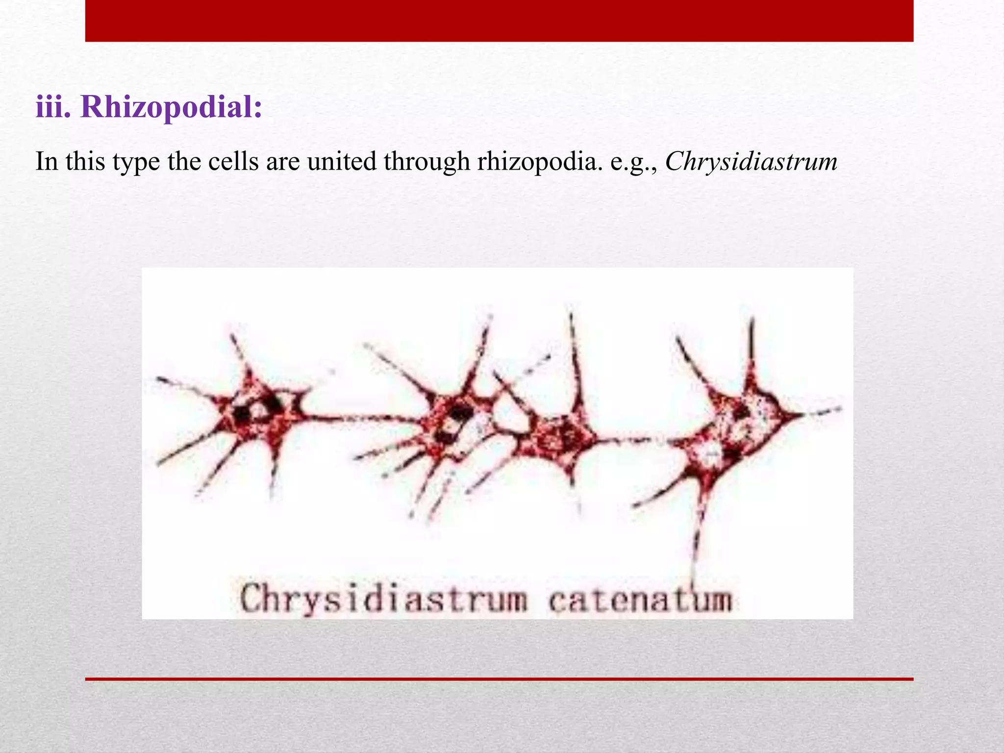 ALGAE - THALLUS ORGANIZATION.pptx