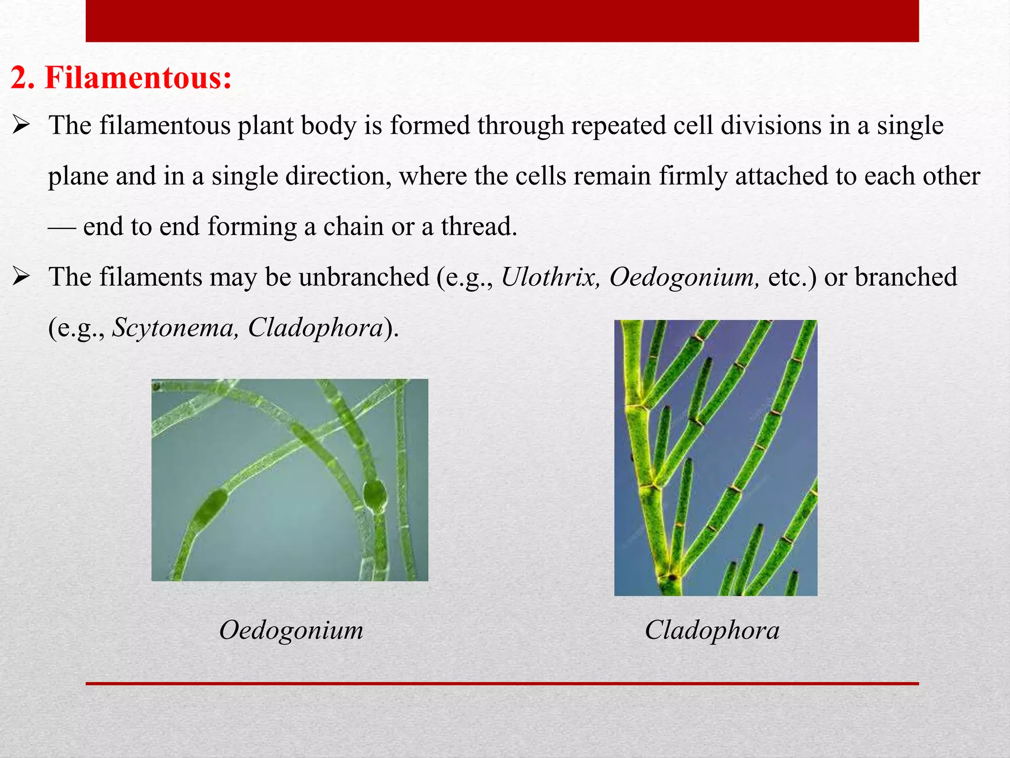 ALGAE - THALLUS ORGANIZATION.pptx | Biological Sciences | Science