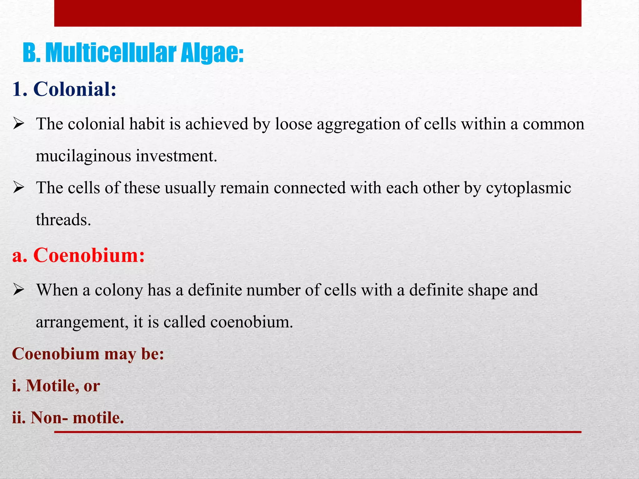 ALGAE - THALLUS ORGANIZATION.pptx