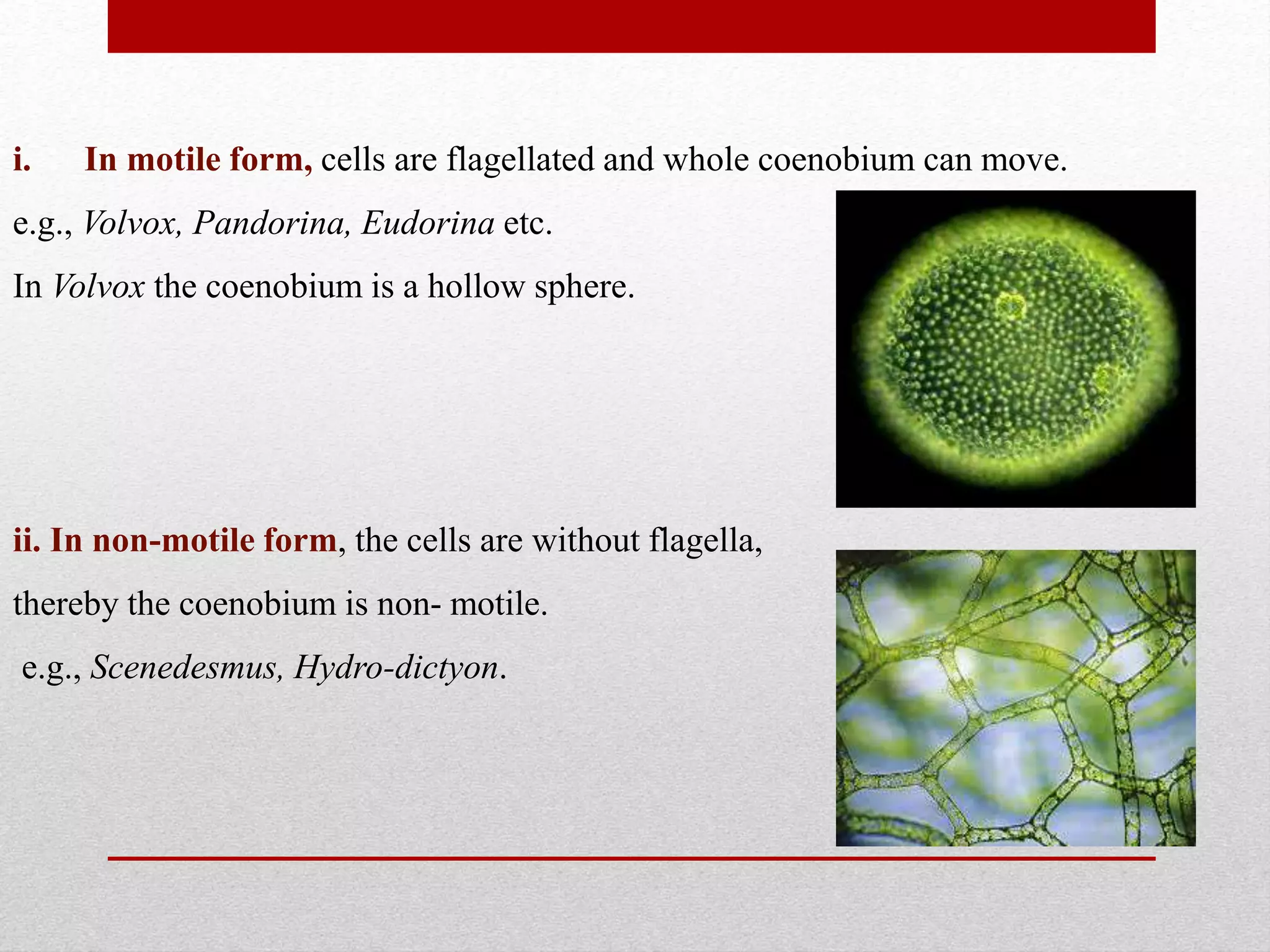 ALGAE - THALLUS ORGANIZATION.pptx