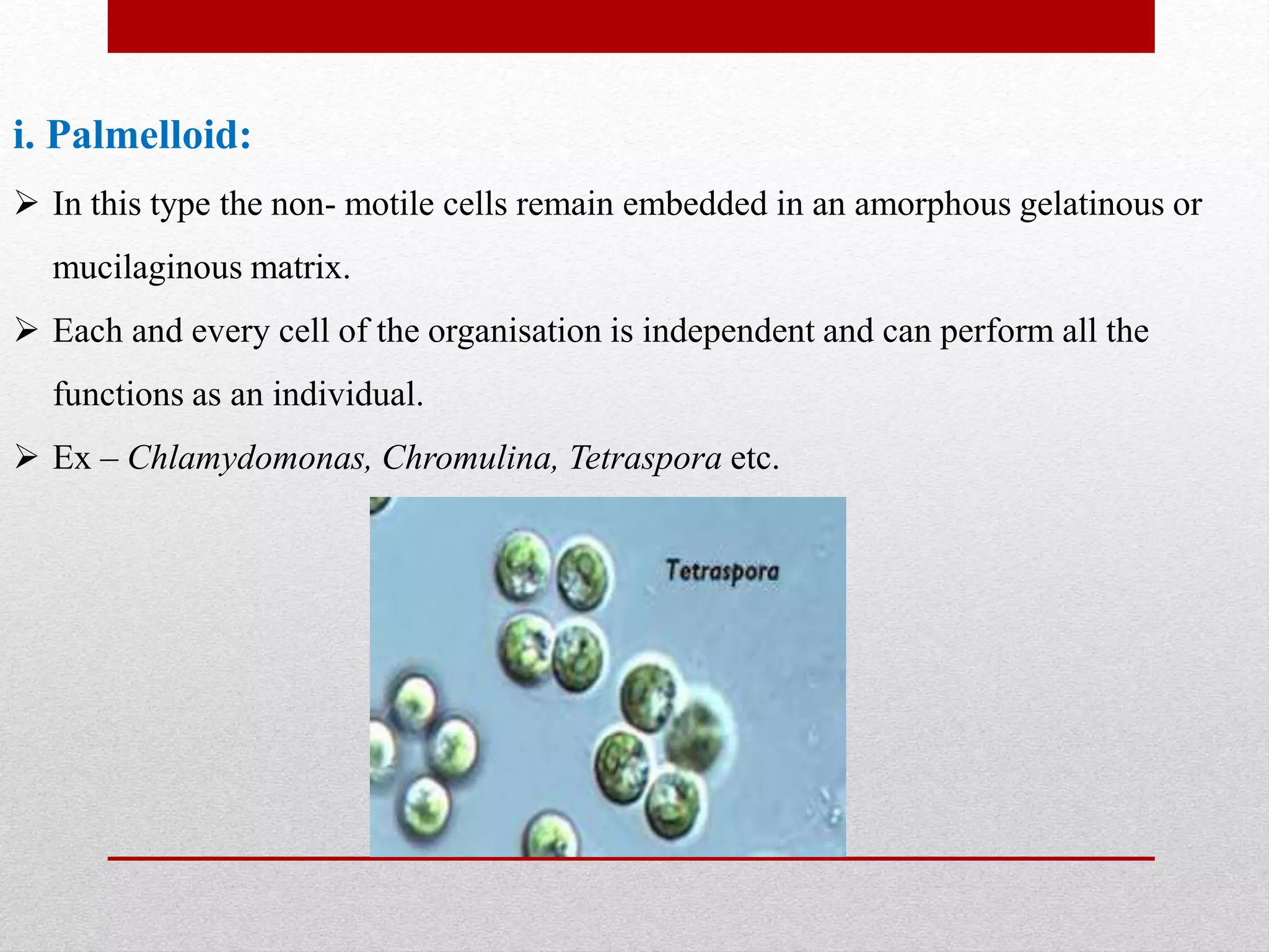 ALGAE - THALLUS ORGANIZATION.pptx