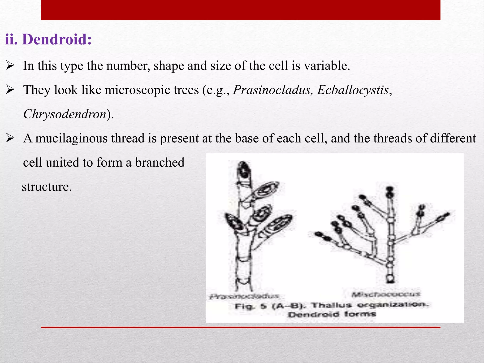 ALGAE - THALLUS ORGANIZATION.pptx