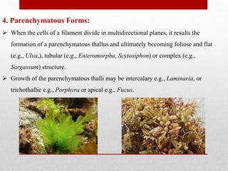 ALGAE - THALLUS ORGANIZATION.pptx
