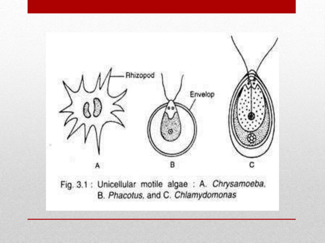 ALGAE - THALLUS ORGANIZATION.pptx | Biological Sciences | Science