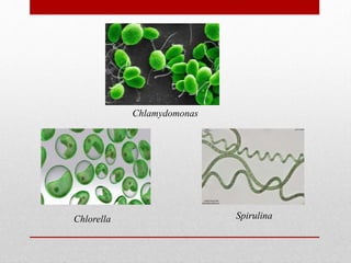 ALGAE - THALLUS ORGANIZATION.pptx