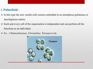 ALGAE - THALLUS ORGANIZATION.pptx | Biological Sciences | Science