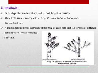 ALGAE - THALLUS ORGANIZATION.pptx | Biological Sciences | Science