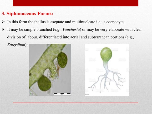 ALGAE - THALLUS ORGANIZATION.pptx