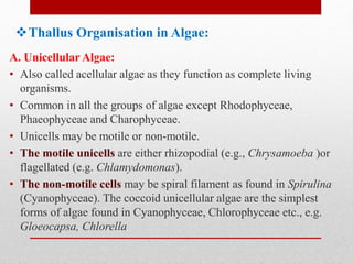 ALGAE - THALLUS ORGANIZATION.pptx