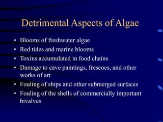 algae1.ppt