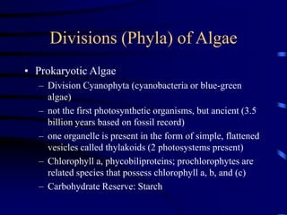 algae1.ppt