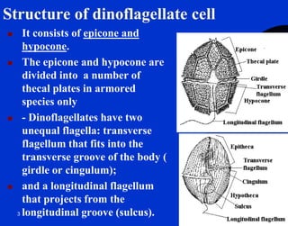 algae 11.ppt