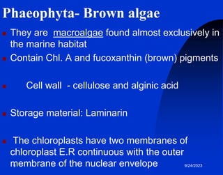 algae 11.ppt