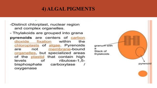 Algae biology, taxonomy and application , important | PDF
