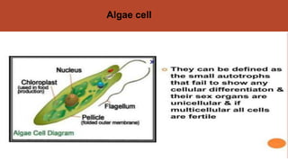 Algae biology, taxonomy and application , important | PDF