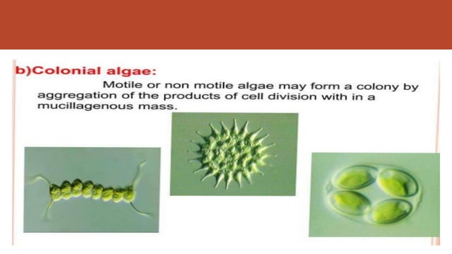 Algae biology, taxonomy and application , important | PDF