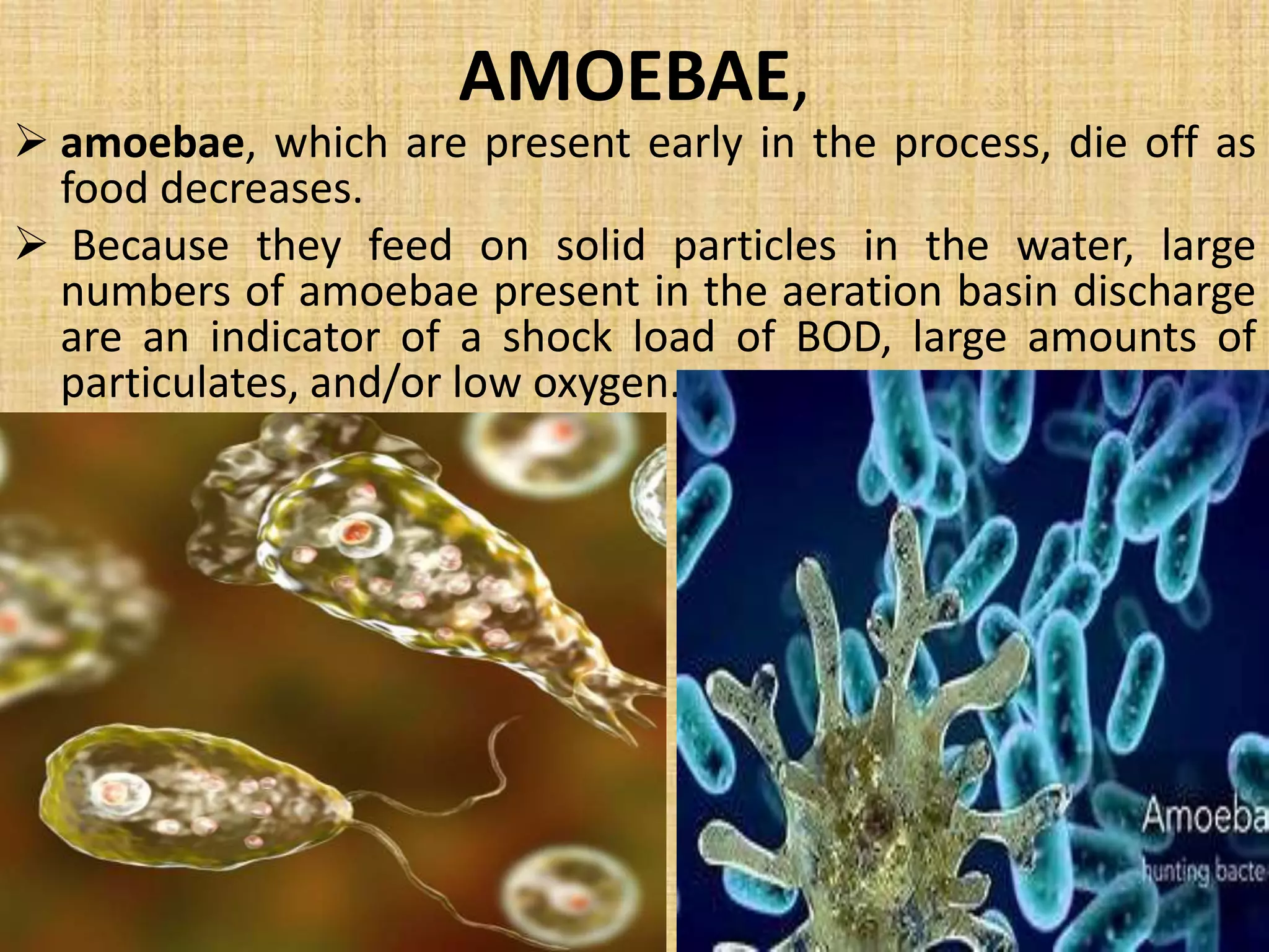 MICROBES AS POLLUTION INDICAION | PPTX