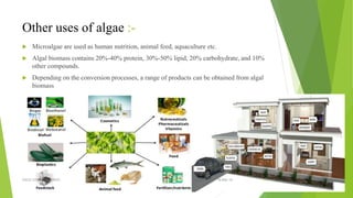 Algae fuel | PPTX