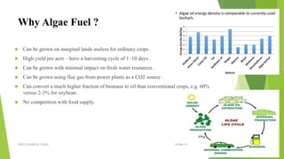 Algae fuel | PPTX