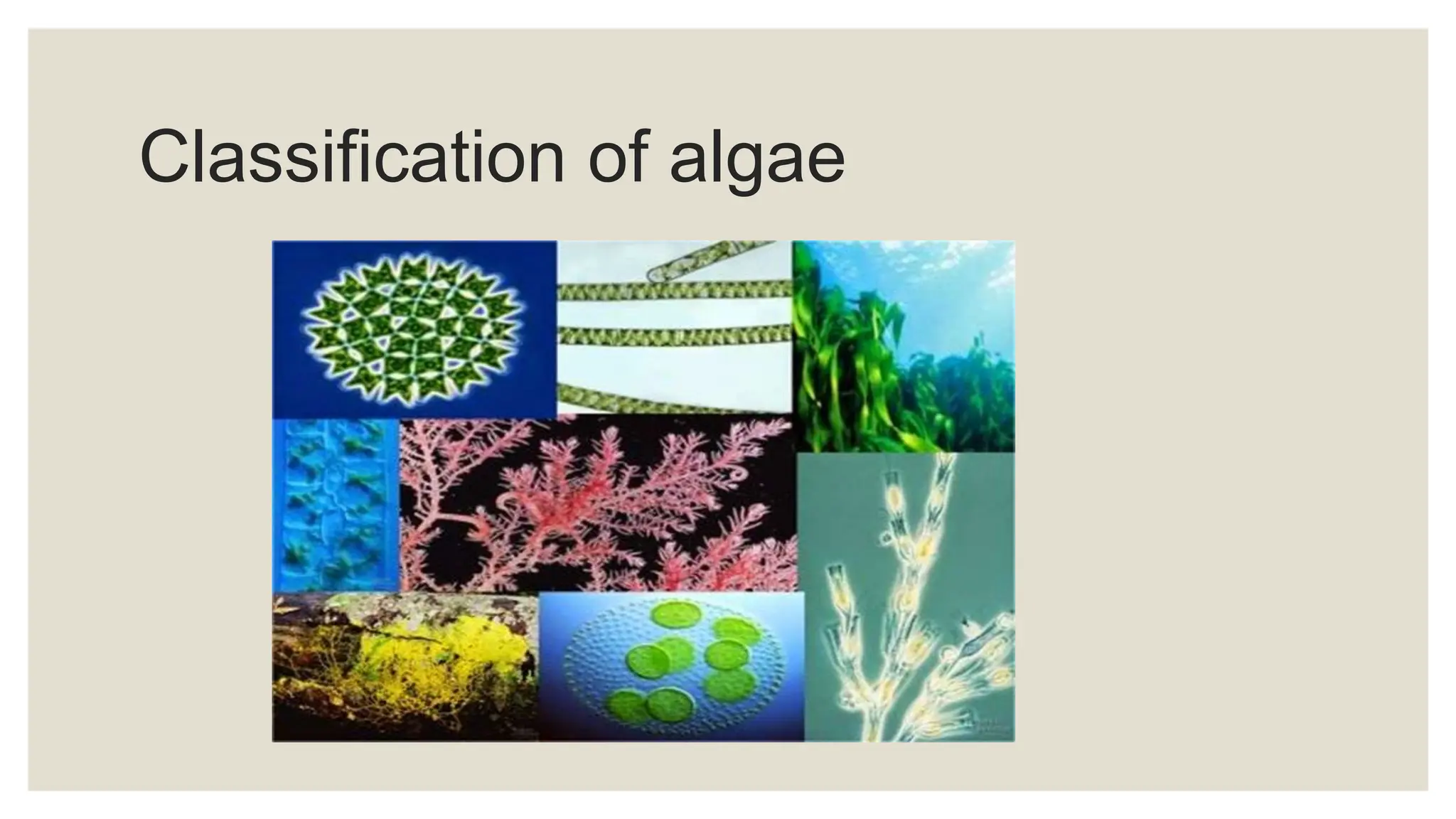 Algae Introduction and industrial important | PPTX