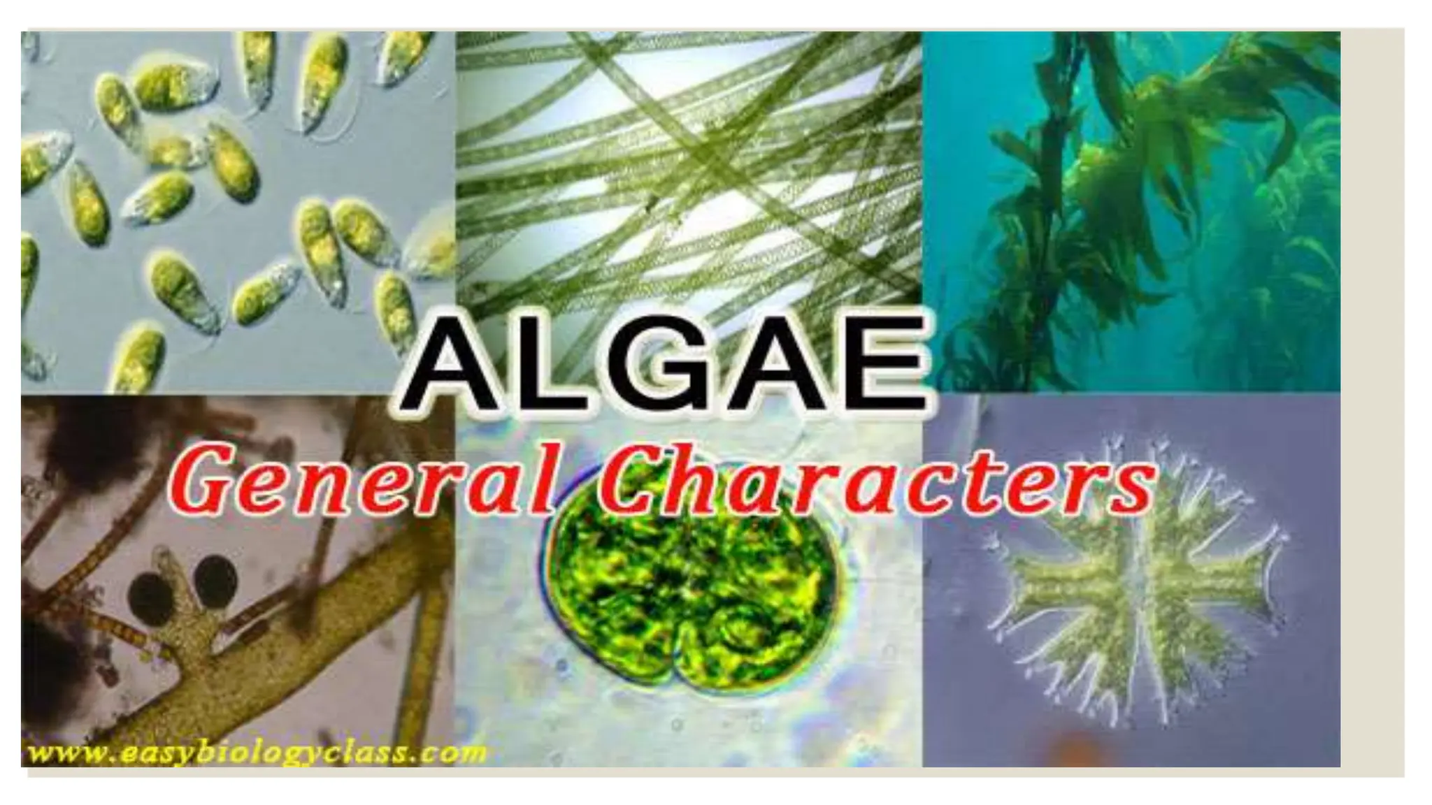Algae Introduction and industrial important | PPTX
