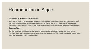 Algae Introduction and industrial important | PPTX